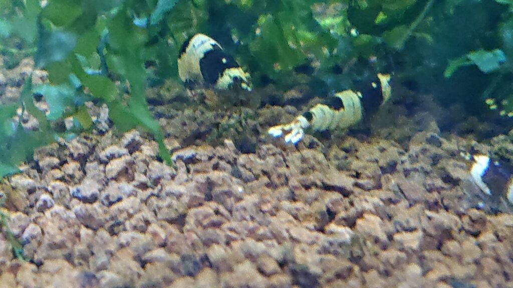 Why Is Your Freshwater Shrimp Arching Its Back? – Shrimpplanet.com The ...